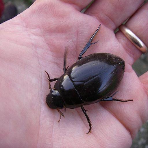 Great Silver Water Beetle (Hydrophilus Piceus) Insect Identification ...