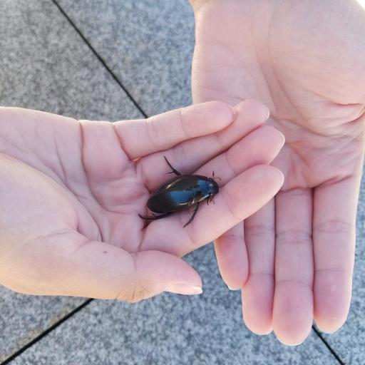 Giant Water Scavenger Beetle (Hydrophilus Triangularis) Insect ...