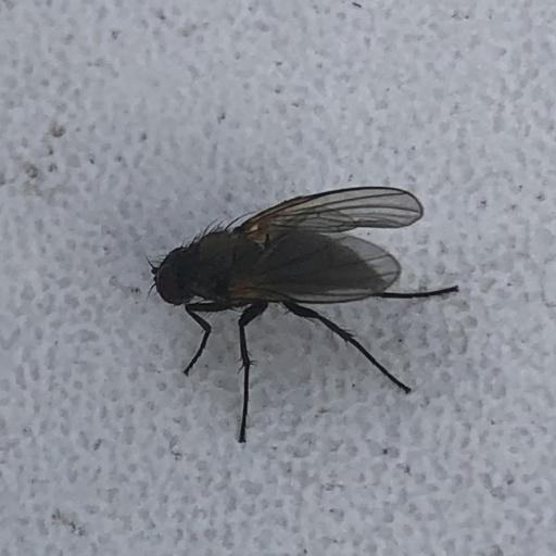 Black Dump Flies (Hydrotaea) Insect Identification Guide, Habitat & Facts