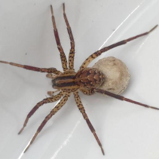 Baphomet Moth (Creatonotos Gangis) Insect Identification Guide, Habitat ...