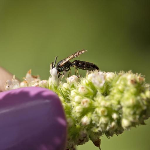 Common Masked Bee (Hylaeus Communis) Insect Identification Guide ...