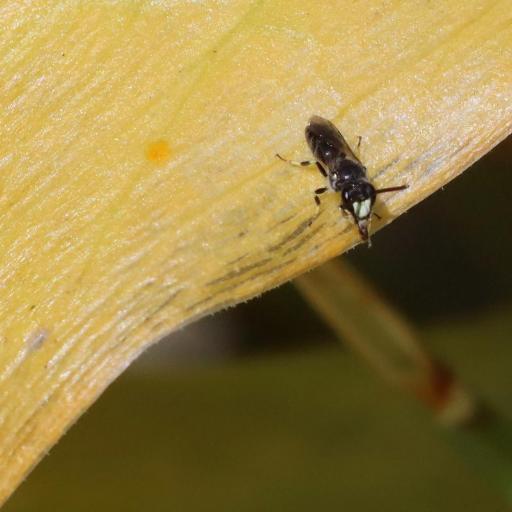 Hairy Masked Bee (Hylaeus Hyalinatus) Insect Identification Guide ...
