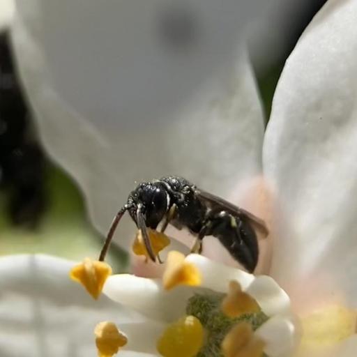 Punctate Masked Bee (Hylaeus Punctatus) Insect Identification Guide ...