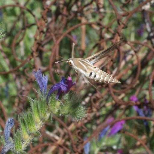 Striped Hawkmoth (Hyles Livornica) Insect Identification Guide, Habitat ...