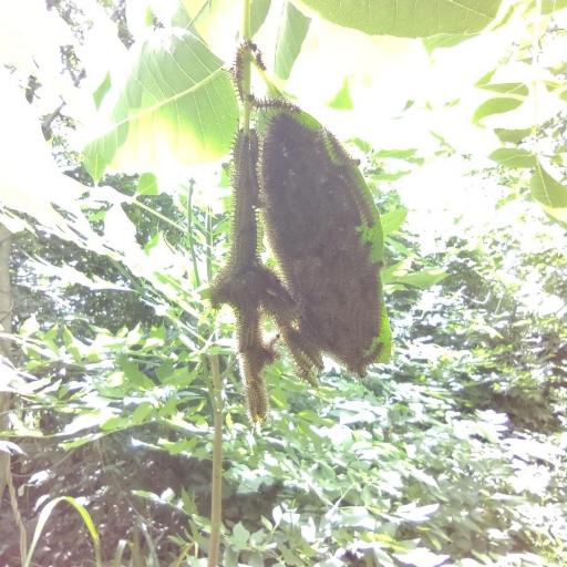 Hylesia Insect Identification Guide, Habitat & Facts