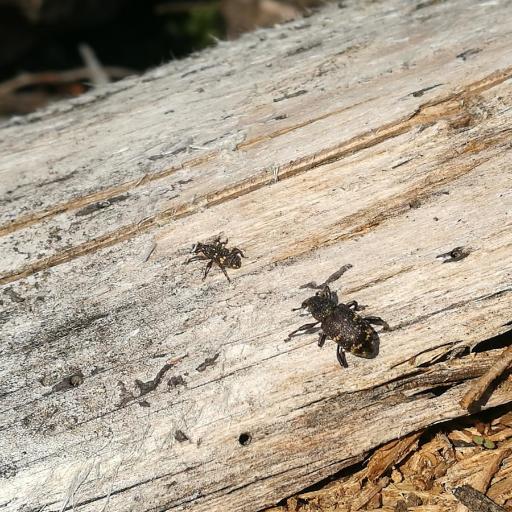 Large Pine Weevil (Hylobius Abietis) Insect Identification Guide ...