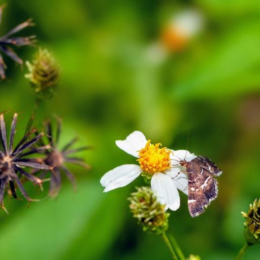 Spotted Beet Webworm Moth (Hymenia Perspectalis) Insect Identification ...