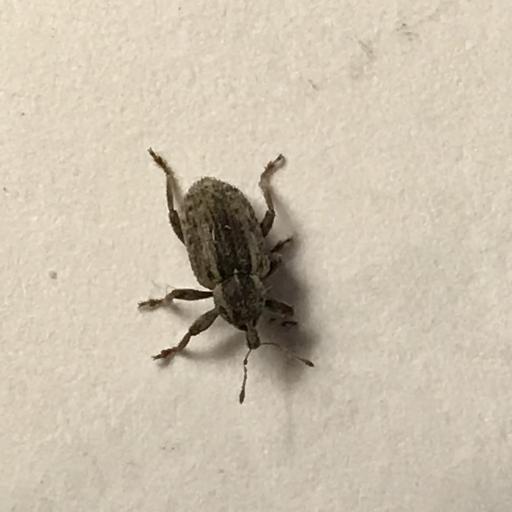 Alfalfa Weevil (Hypera Postica) Insect Identification Guide, Habitat ...