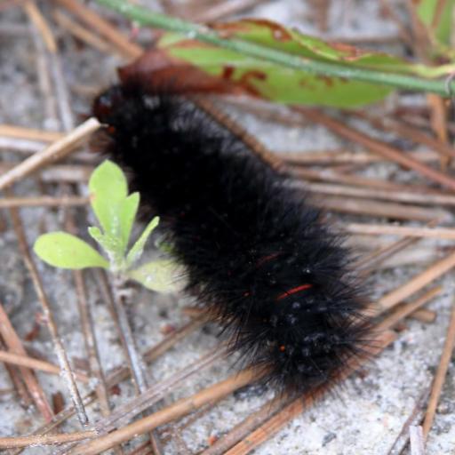 Giant Leopard Moth (Hypercompe Scribonia) Insect Identification Guide ...