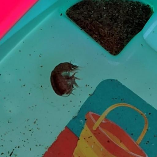 Hyperia Galba Insect Identification Guide, Habitat & Facts