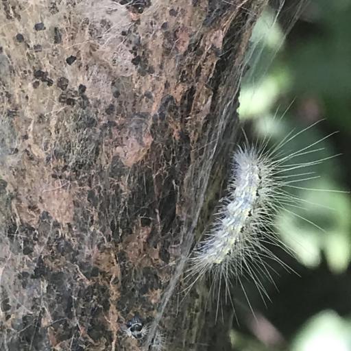 Fall Webworm Moth (Hyphantria Cunea) Insect Identification Guide ...