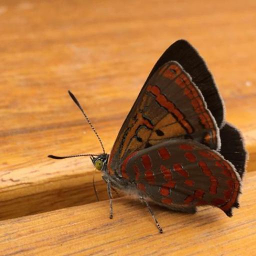 Acorn Weevil (Curculio Glandium) Insect Identification Guide, Habitat ...