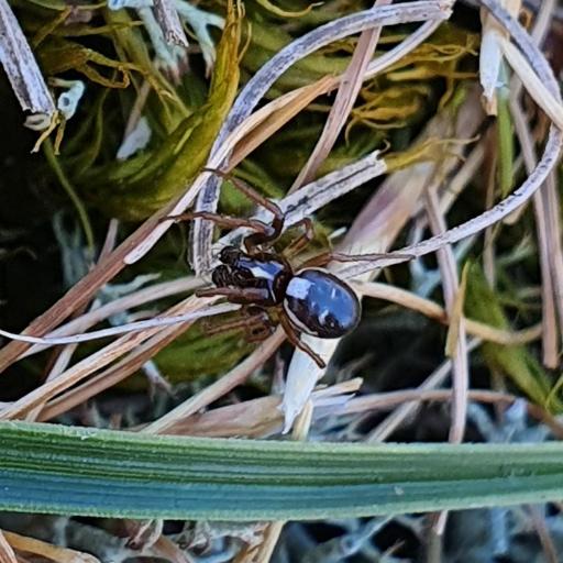 Green Lynx Spider (Peucetia Viridans) Insect Identification Guide ...