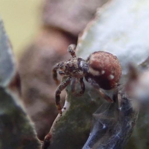 Triangle Spider (Hyptiotes Paradoxus) Insect Identification Guide ...