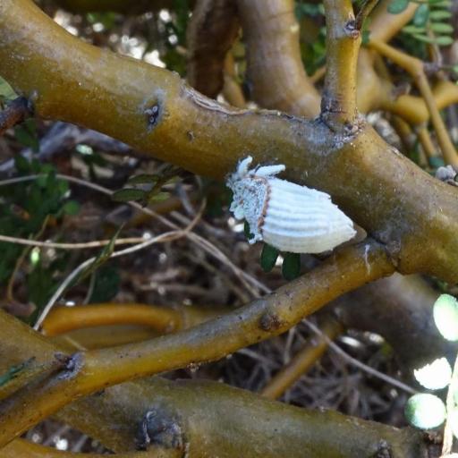 Sahara Ants And Allies (Cataglyphis) Insect Identification Guide ...