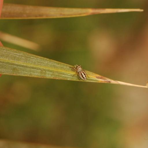 Hooked Striking Jumping Spider (Icius Hamatus) Insect Identification ...