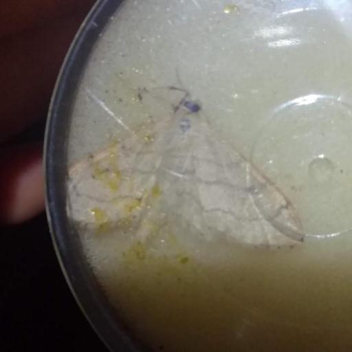 Riband Wave (Idaea Aversata) Insect Identification Guide, Habitat & Facts