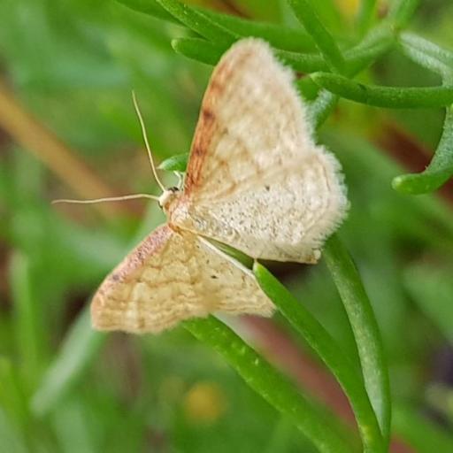 Isle Of Wight Wave (Idaea Humiliata) Insect Identification Guide ...
