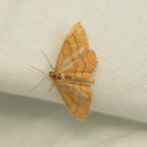Bright Wave (Idaea Ochrata) Insect Identification Guide, Habitat & Facts