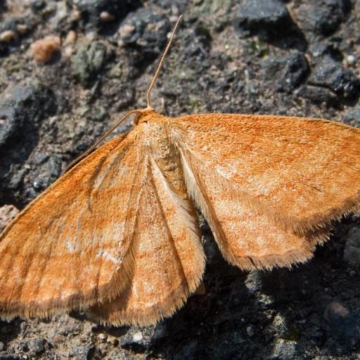 Ochraceous Wave (Idaea Serpentata) Insect Identification Guide, Habitat ...