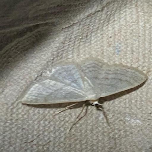 Satin Wave (Idaea Subsericeata) Insect Identification Guide, Habitat ...