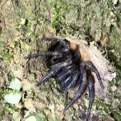 Spiny Trapdoor Spiders (Idiopidae) Insect Identification Guide, Habitat ...
