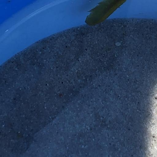 Baltic Isopod (Idotea Balthica) Insect Identification Guide, Habitat ...