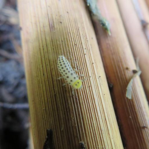 Fungus-eating Ladybird (Illeis Galbula) Insect Identification Guide ...