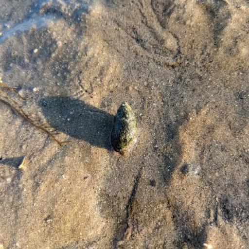 Eastern Mudsnail (Ilyanassa Obsoleta) Insect Identification Guide ...