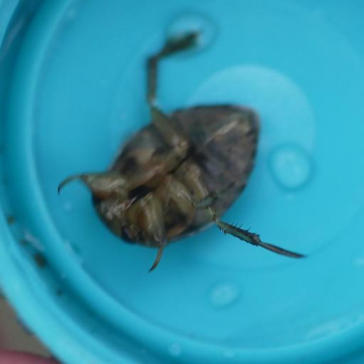 Saucer Bug (Ilyocoris Cimicoides) Insect Identification Guide, Habitat ...