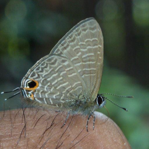 Ionolyce Insect Identification Guide, Habitat & Facts