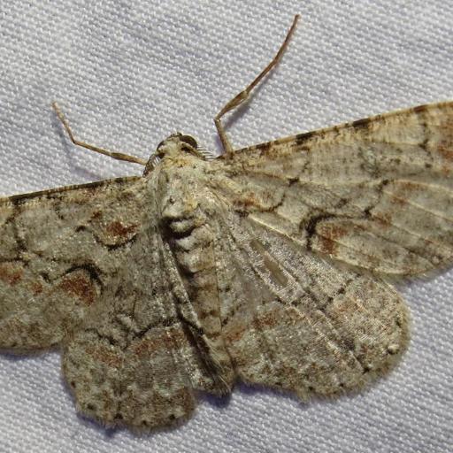 Brown-shaded Gray (Iridopsis Defectaria) Insect Identification Guide ...