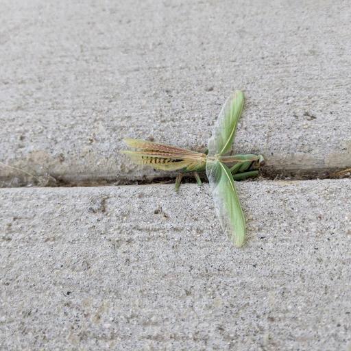 Mediterranean Mantis (Iris Oratoria) Insect Identification Guide ...