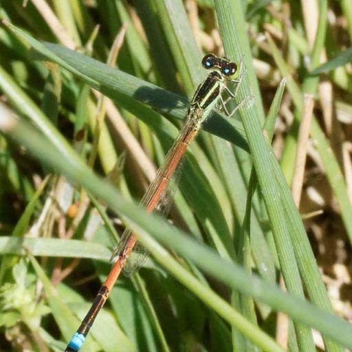 Aurora Bluetail (Ischnura Aurora) Insect Identification Guide, Habitat ...
