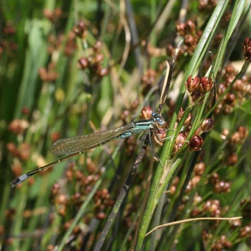 Blue-tailed Damselfly (Ischnura Elegans) Insect Identification Guide ...