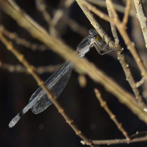 Australian Bluetail (Ischnura Heterosticta) Insect Identification Guide ...