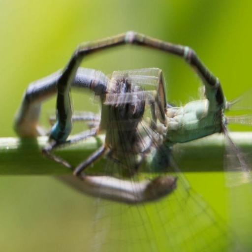 Western Forktail (Ischnura Perparva) Insect Identification Guide ...