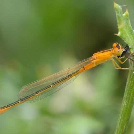 Scarce Blue-Tailed Damselfly (Ischnura Pumilio) Insect Identification ...