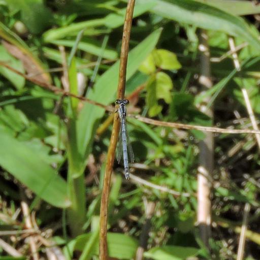 Eastern Forktail (Ischnura Verticalis) Insect Identification Guide ...