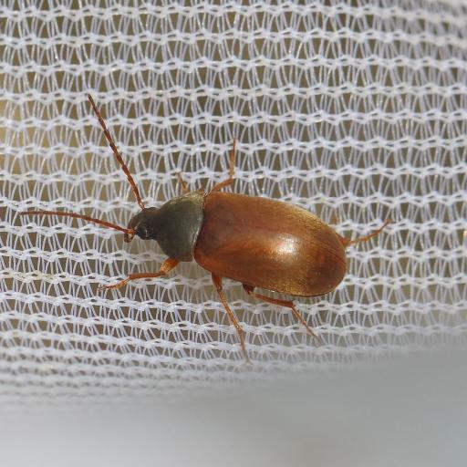 Isomira Murina Insect Identification Guide, Habitat & Facts