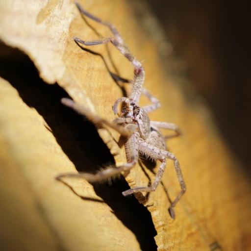 Mountain Huntsman (Isopeda Montana) Insect Identification Guide ...