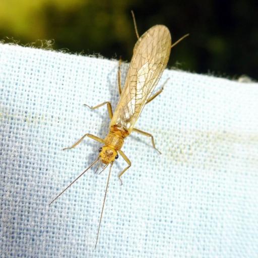 Isoperla Insect Identification Guide, Habitat & Facts