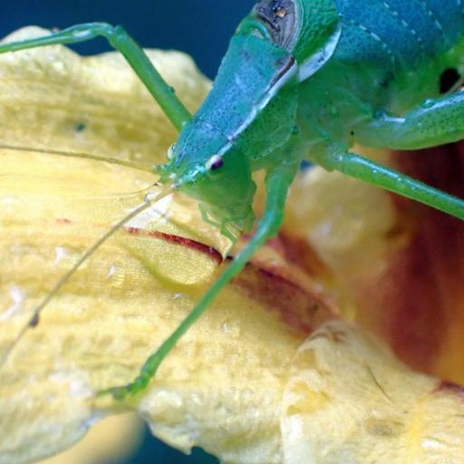 Isophya Insect Identification Guide, Habitat & Facts