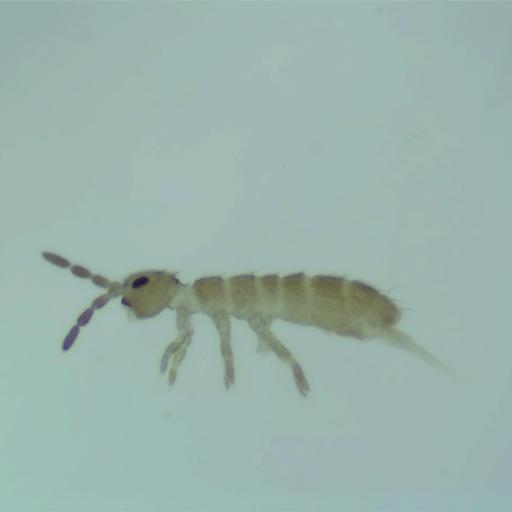 Isotomurus Insect Identification Guide, Habitat & Facts