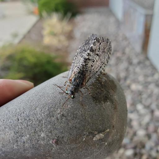 Giant And Moth Lacewings (Ithonidae) Insect Identification Guide ...