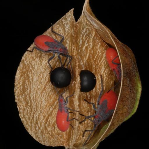 Red-shouldered Bug (Jadera Haematoloma) Insect Identification Guide ...