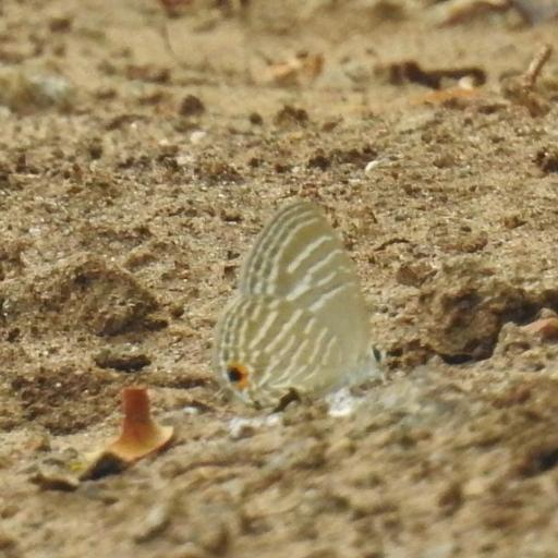 Common Cerulean (Jamides Celeno) Insect Identification Guide, Habitat ...