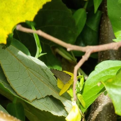 Purple Cerulean (Jamides Phaseli) Insect Identification Guide, Habitat ...