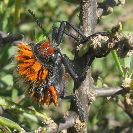 Brush Jewel Beetles (Julodis) Insect Identification Guide, Habitat & Facts