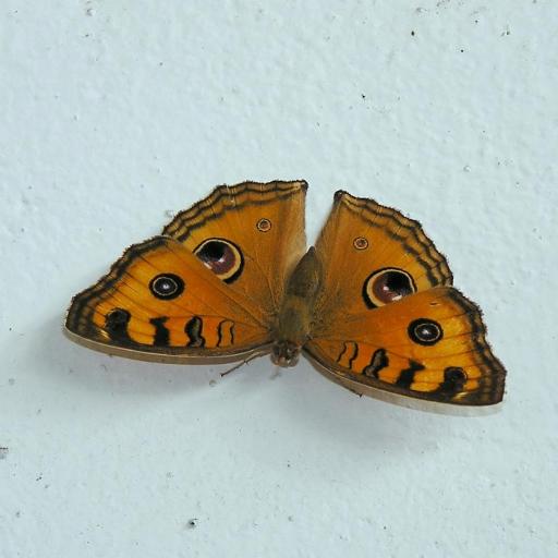 Peacock Pansy (Junonia Almana) Insect Identification Guide, Habitat & Facts